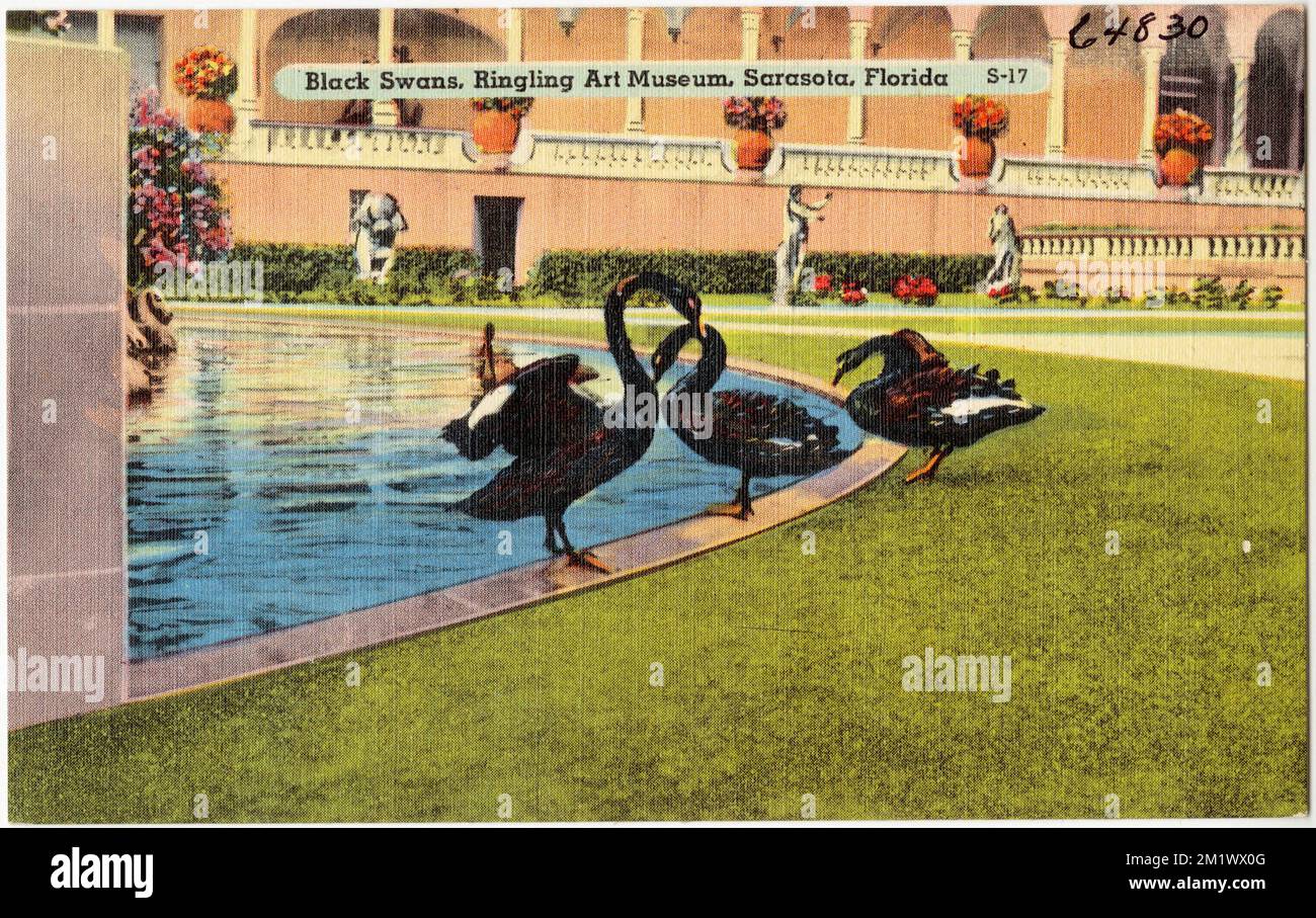 Black swans, Ringling Art Museum, Sarasota, Florida , Galleries ...