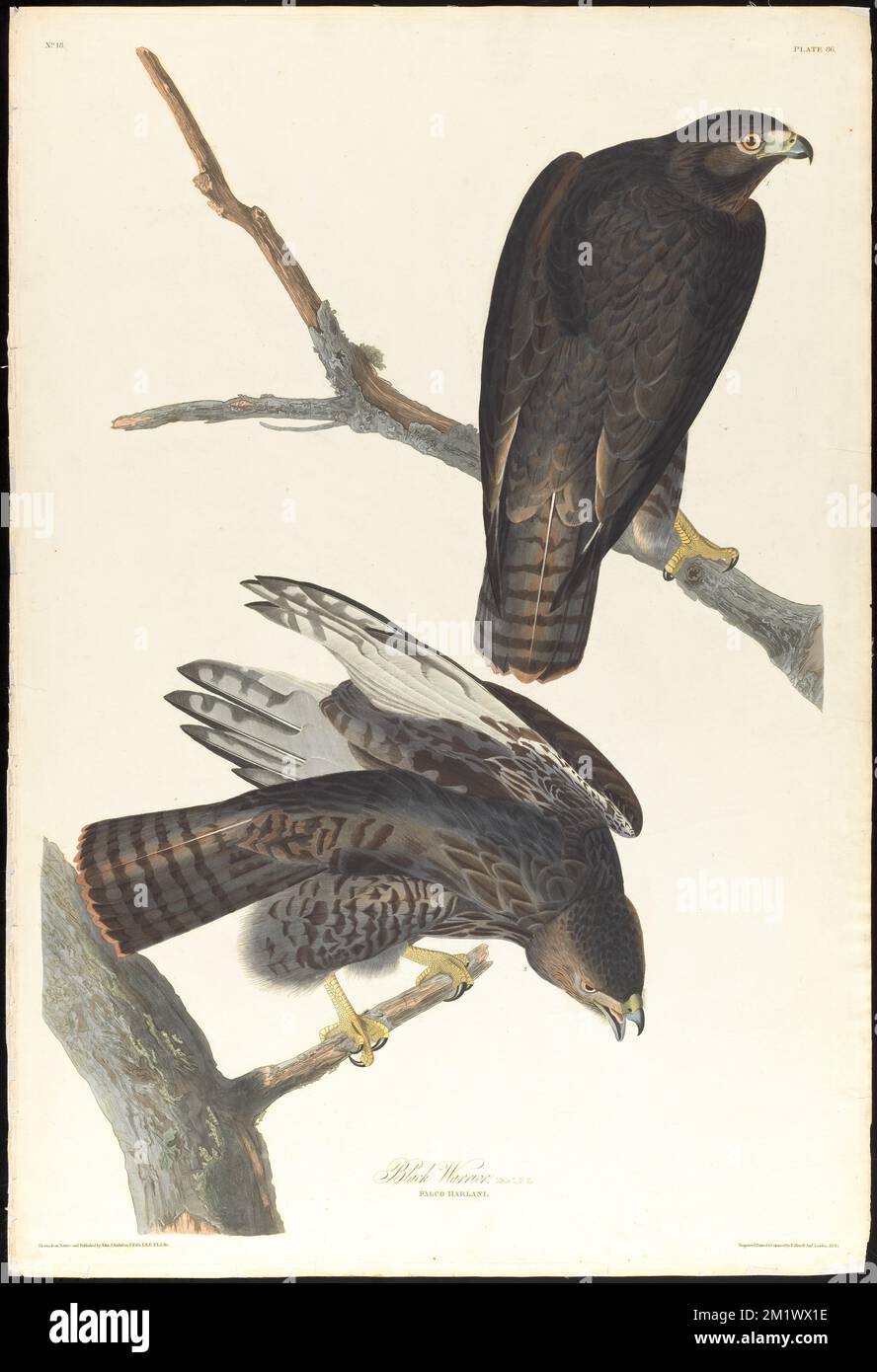 Black warrior : Male, 1. F, 2. Falco harlani , Hawks, Red-tailed hawk ...