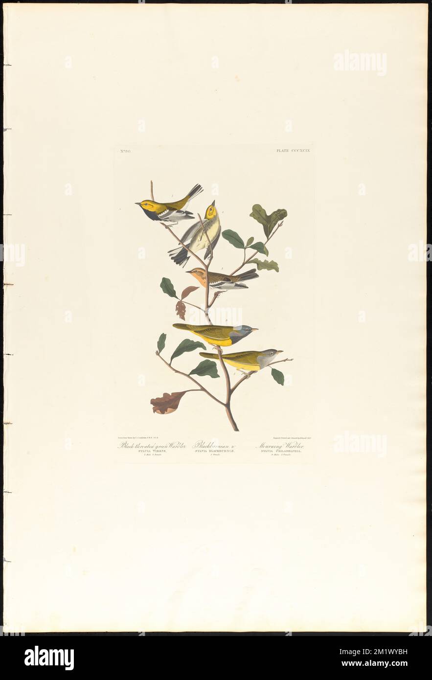 Black-throated green warbler. Blackburnian, W. Mourning warbler ...