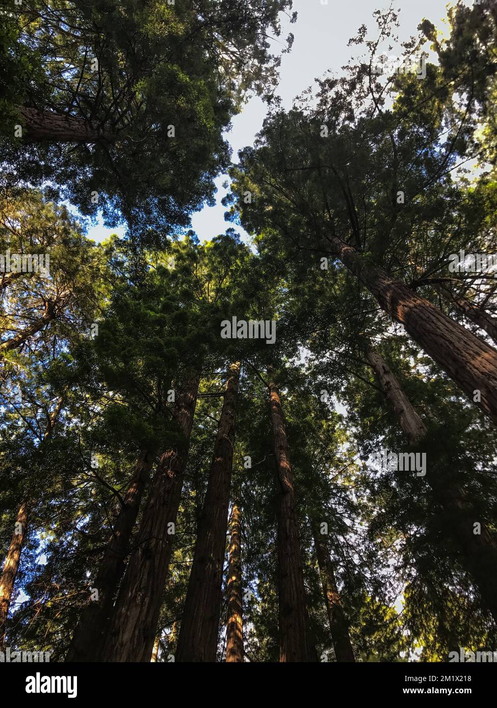 A vertical low angle shot of tall green trees in the forest Stock Photo ...