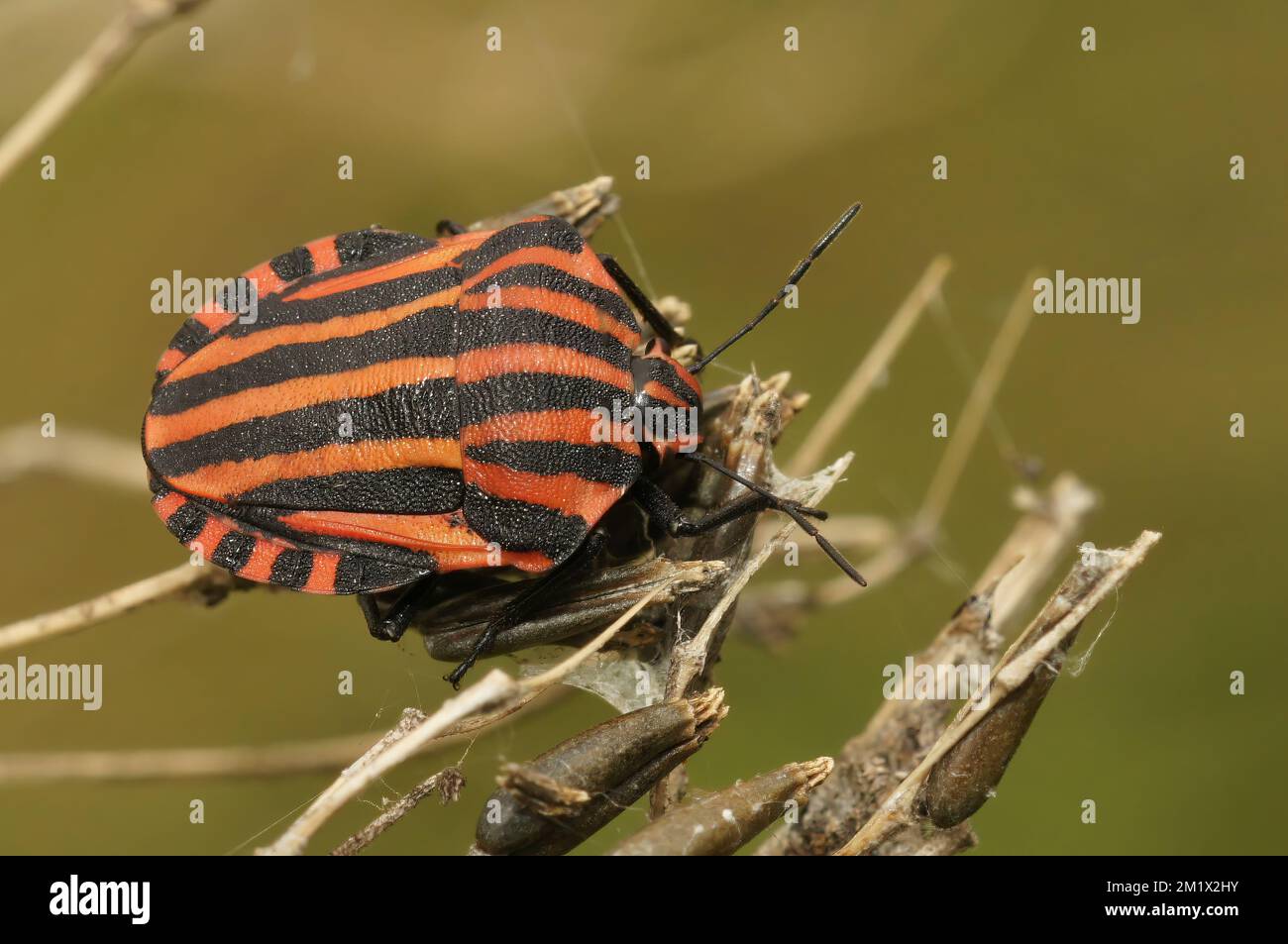 Shield bug at their natural habitat hi-res stock photography and images ...
