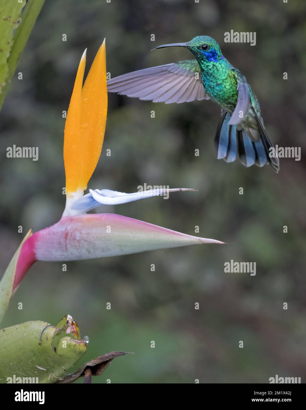 San gerardo de dota bird hi-res stock photography and images - Alamy