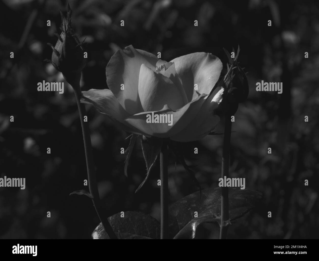 A grayscale of a beautiful rose in a garden Stock Photo - Alamy