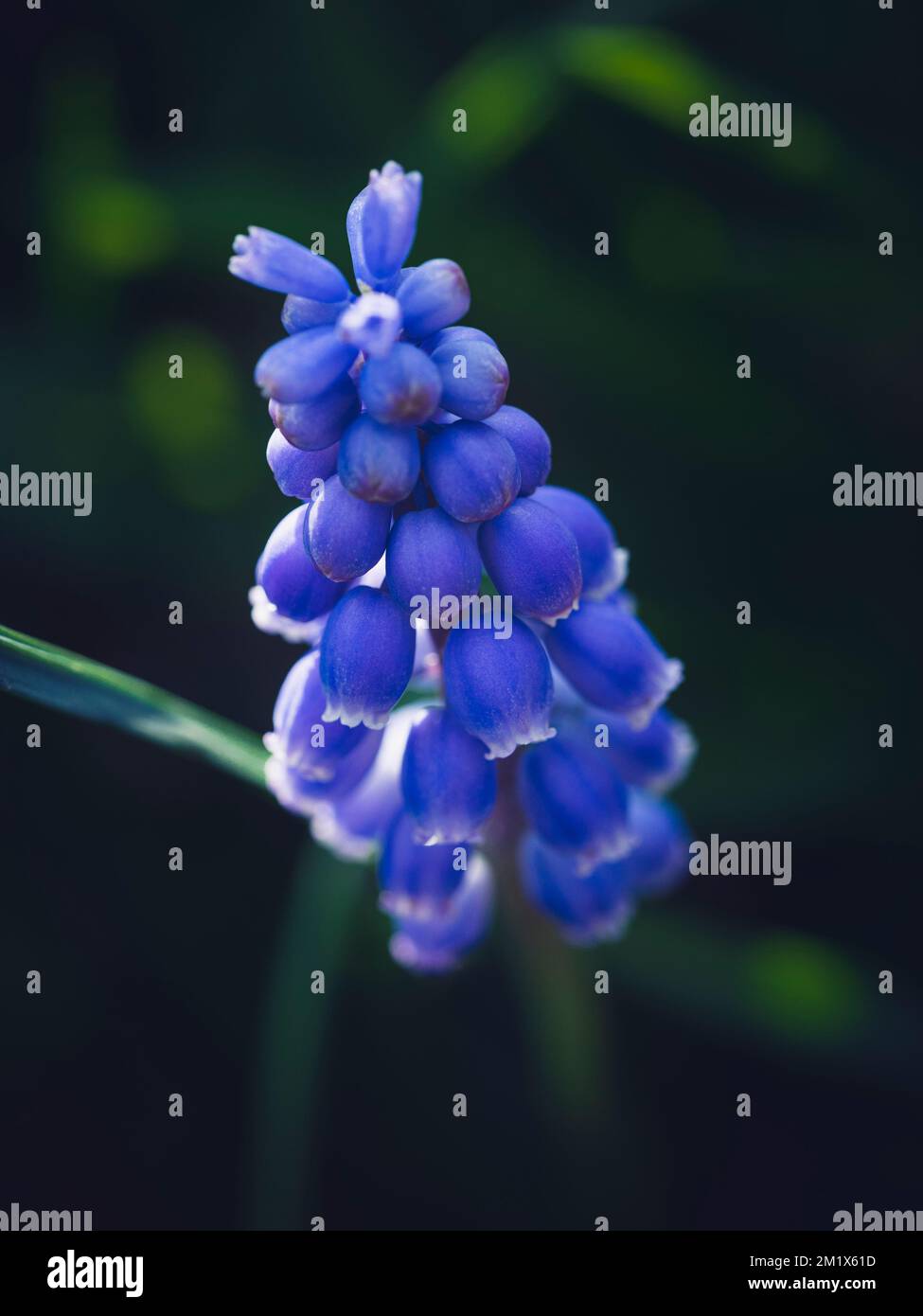 Close up of Grape Hyacinth (Muscari) flower in spring Stock Photo - Alamy