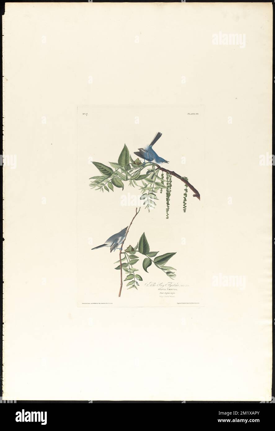 Blue grey flycatcher : Male, 1. F, 2. Sylvia cœrula. Plant juglans ...