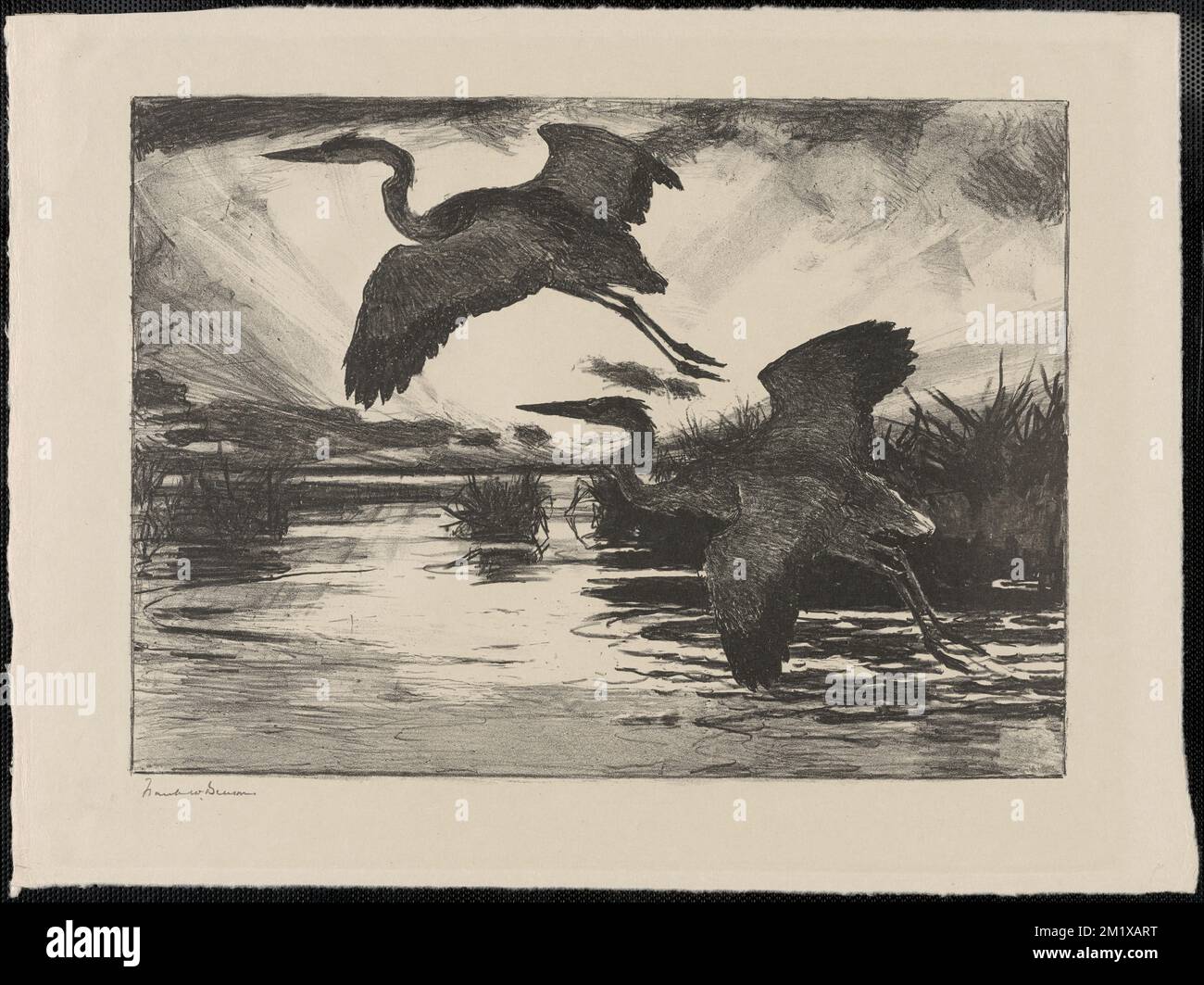 Blue herons , Herons, Flying, Bodies of water, Great blue heron. Frank ...