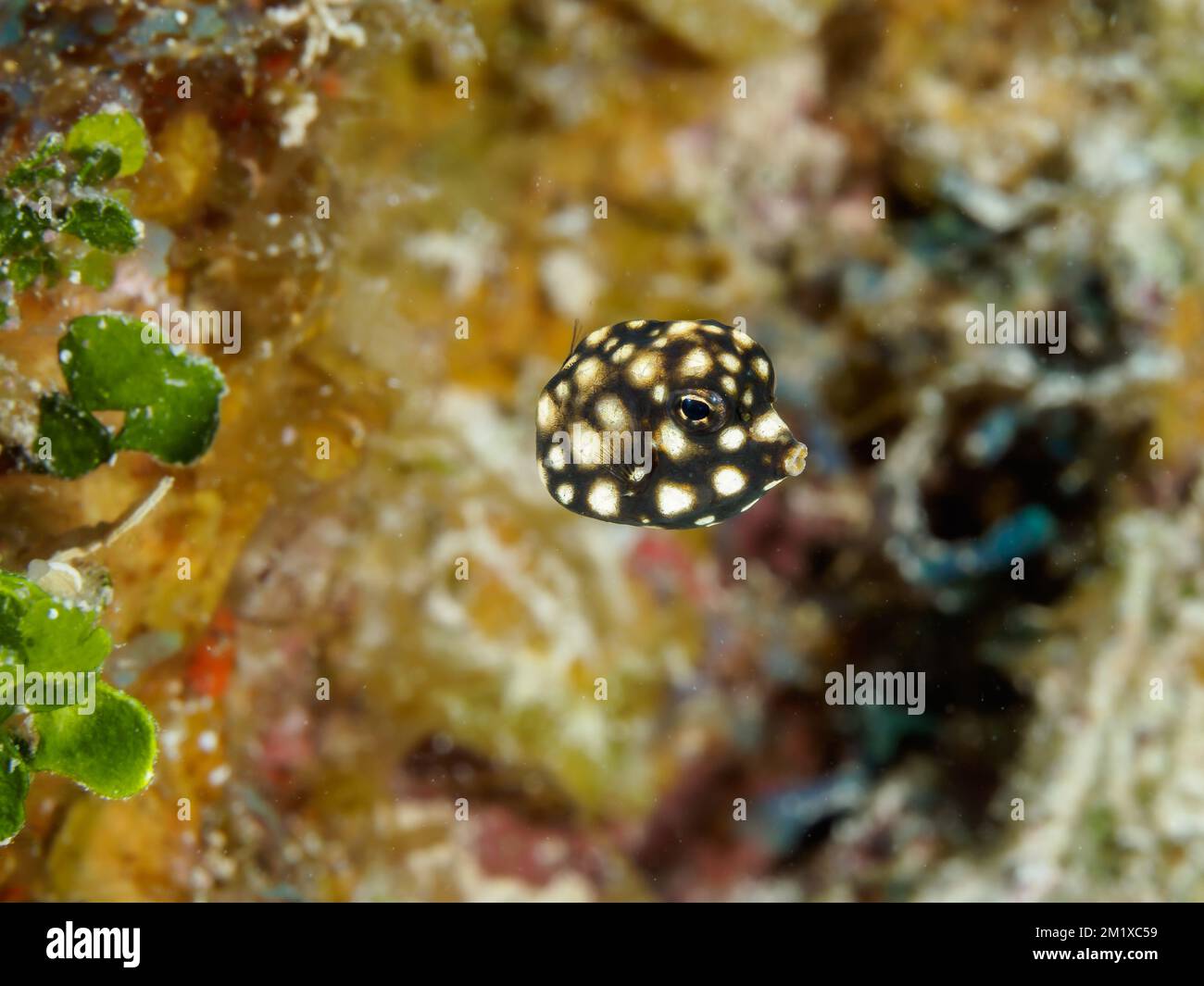 Juvenile trunkfish hi-res stock photography and images - Alamy