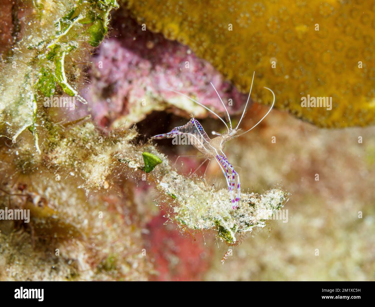 A closeup of a beautiful purple color Pederson cleaner shrimp under ...