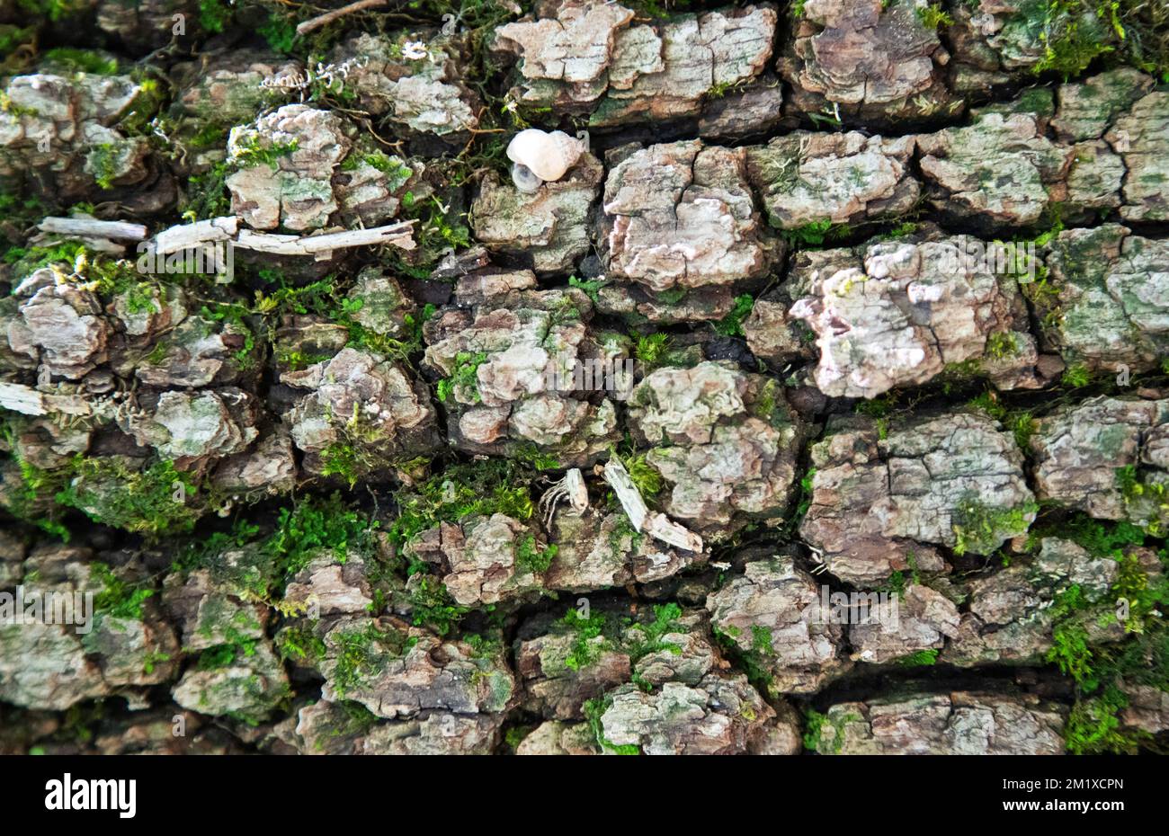 Tree skin detail hi-res stock photography and images - Alamy