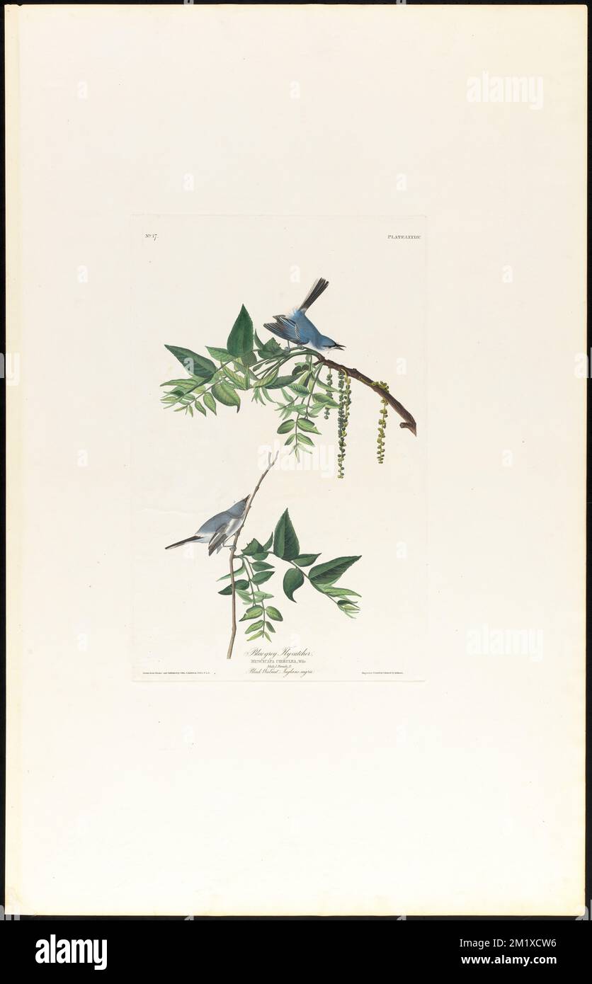 Blue-grey flycatcher : Muscicapa coerulea, Wils. Male, 1. Female, 2 ...