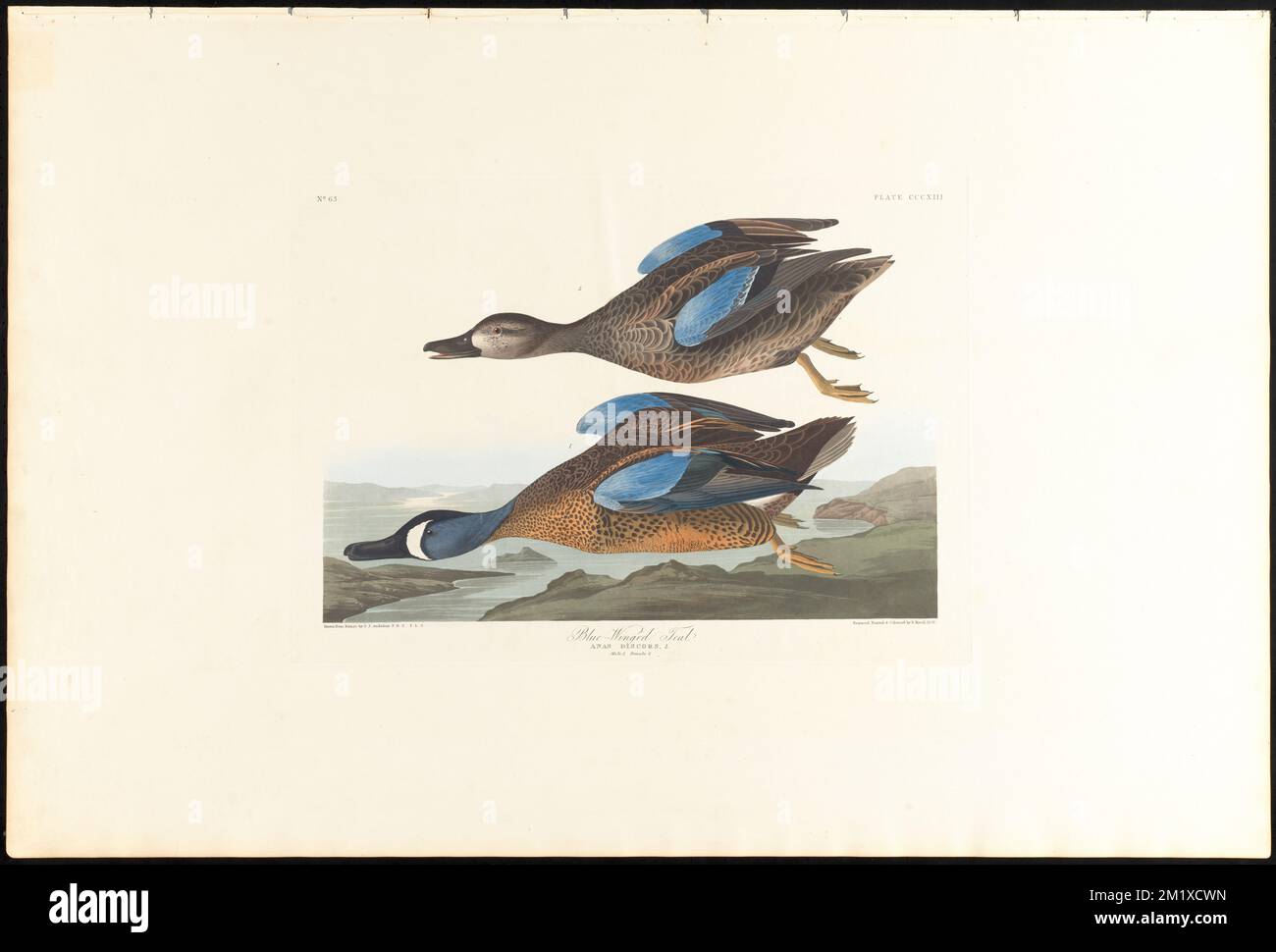 Blue-winged teal : Anas discors, L. Male, 1. Female, 2. c.1 v.4 plate ...