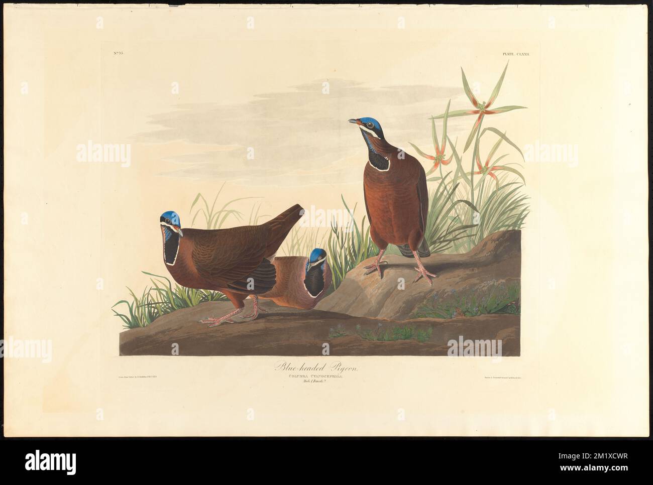 Blue-headed pigeon : Columba cyanocephala. Male, 1. Female, 2. c.1 v.2 ...