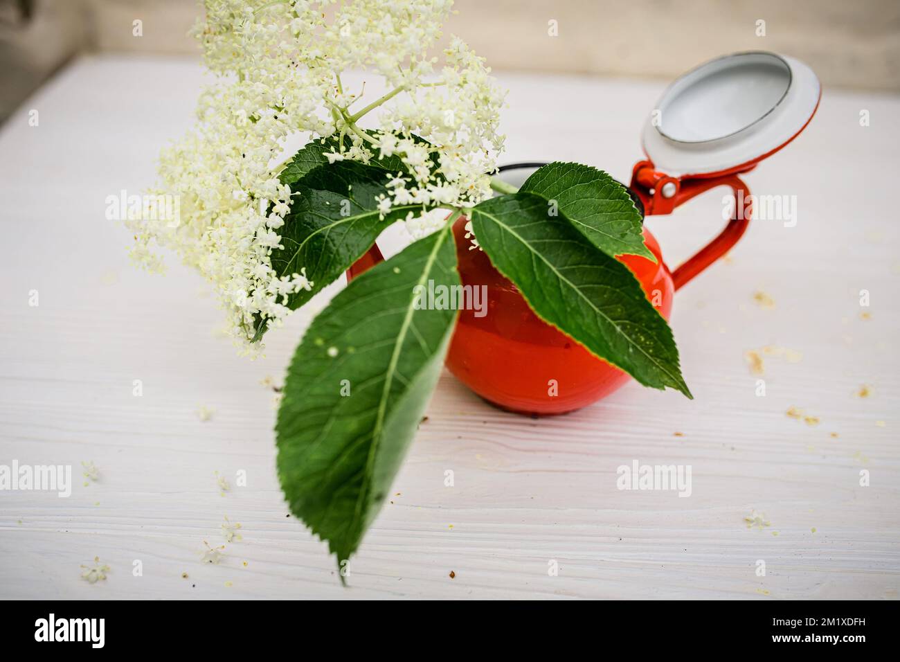 Bouquet of elderberry flowers in a red teapot on a white vintage farm ...