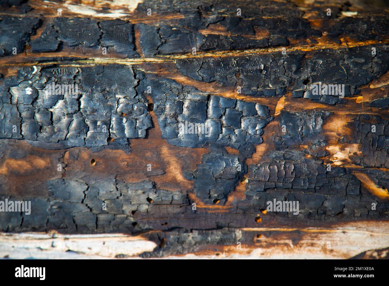 Burnt plant hi-res stock photography and images - Alamy