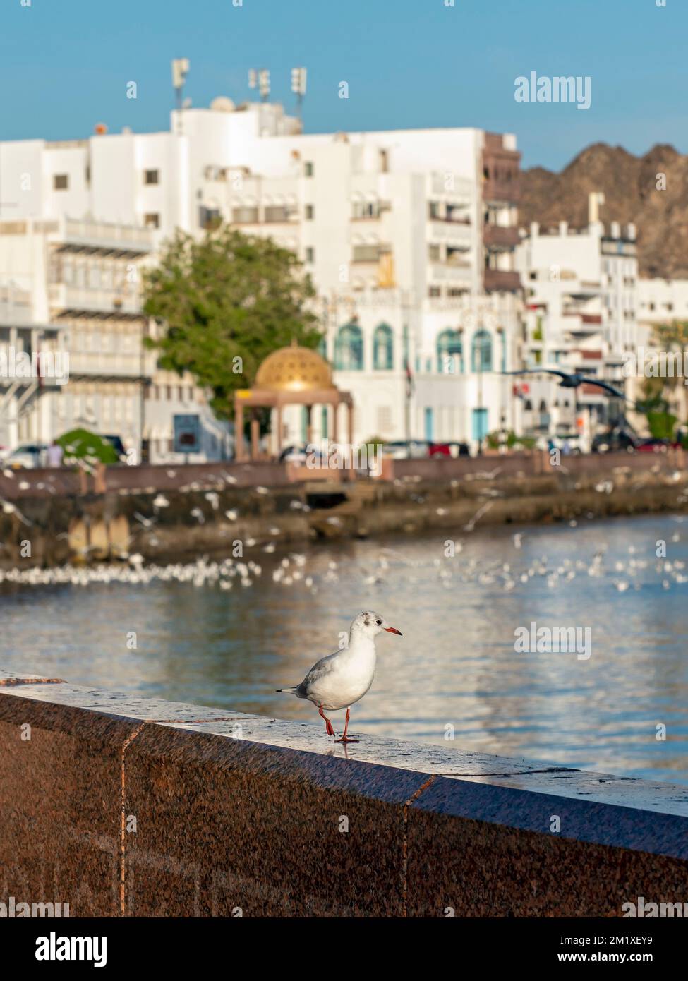 Seagull, Muttrah Corniche, Muscat, Oman Stock Photo - Alamy