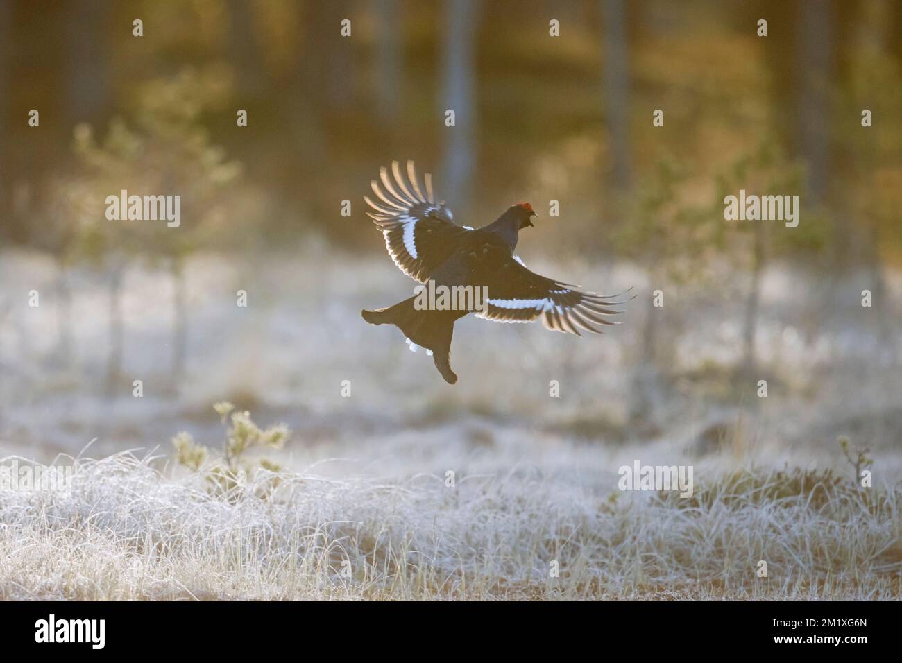 Black grouse (Lyrurus tetrix / Tetrao tetrix) cock / male jumping and ...