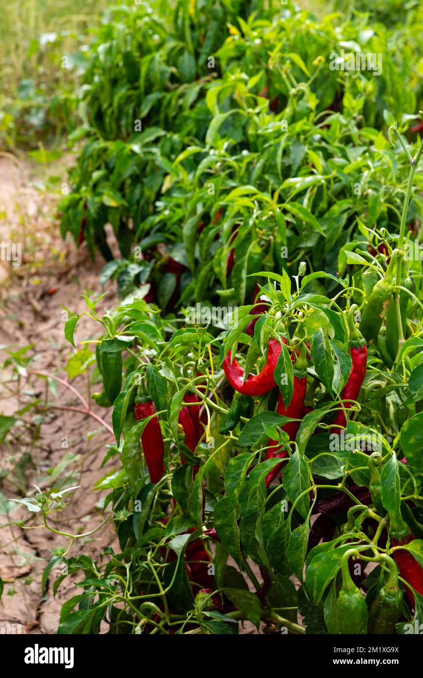 Photograph of Chile Peppers growing in a field along a road in rural ...