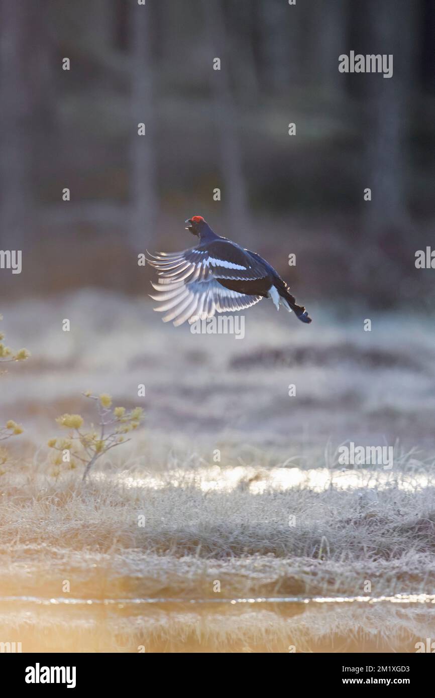 Black grouse (Lyrurus tetrix / Tetrao tetrix) cock / male taking off ...