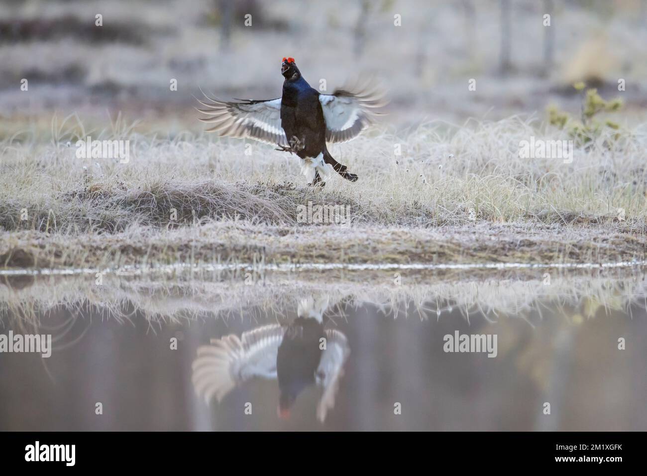 Black grouse (Lyrurus tetrix / Tetrao tetrix) cock / male displaying at ...