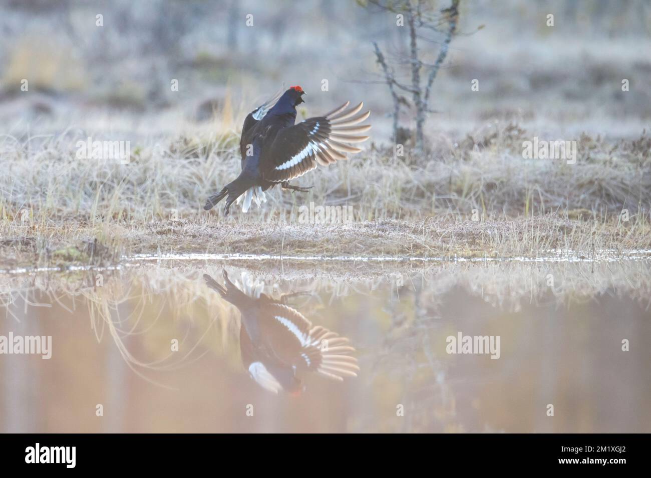 Black grouse (Lyrurus tetrix / Tetrao tetrix) cock / male displaying at ...
