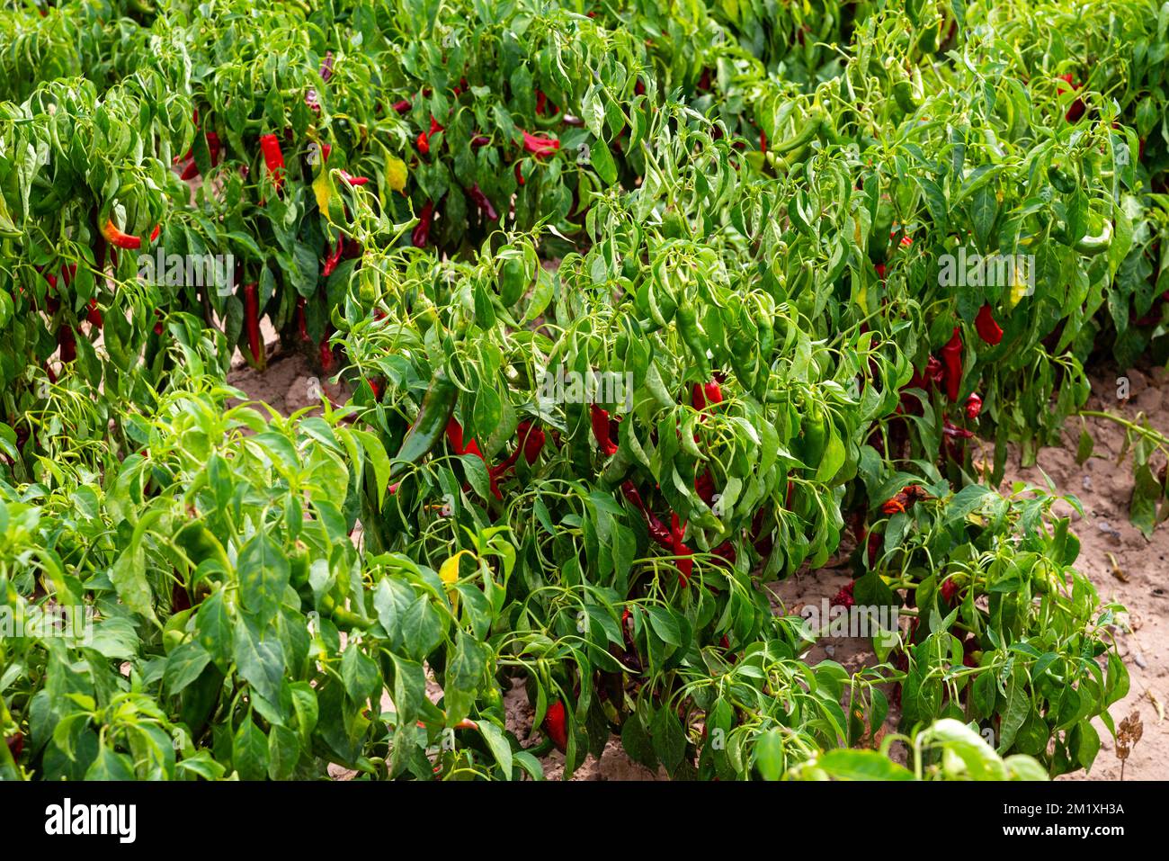 Photograph of Chile Peppers growing in a field along a road in rural ...