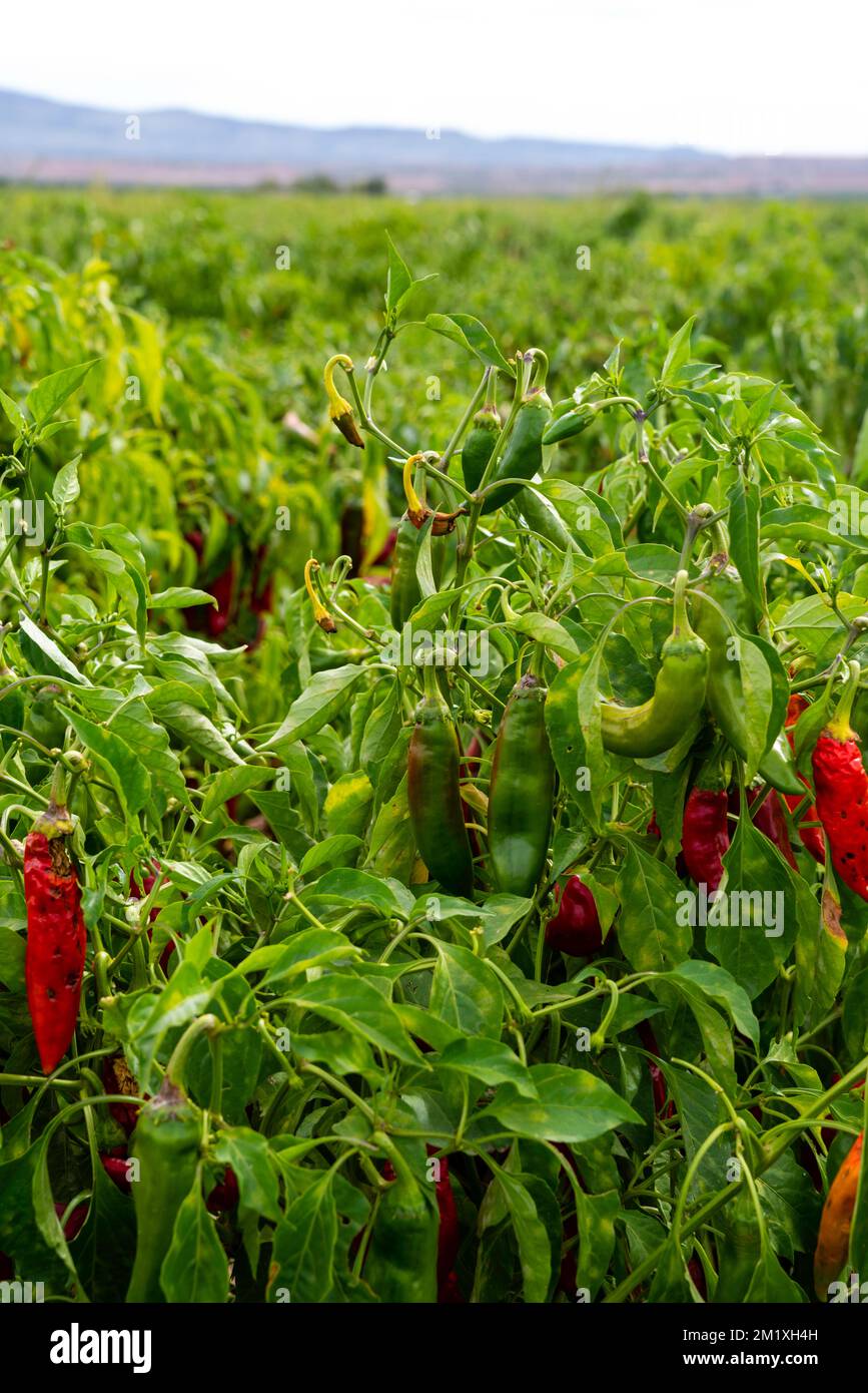 Photograph of Chile Peppers growing in a field along a road in rural ...