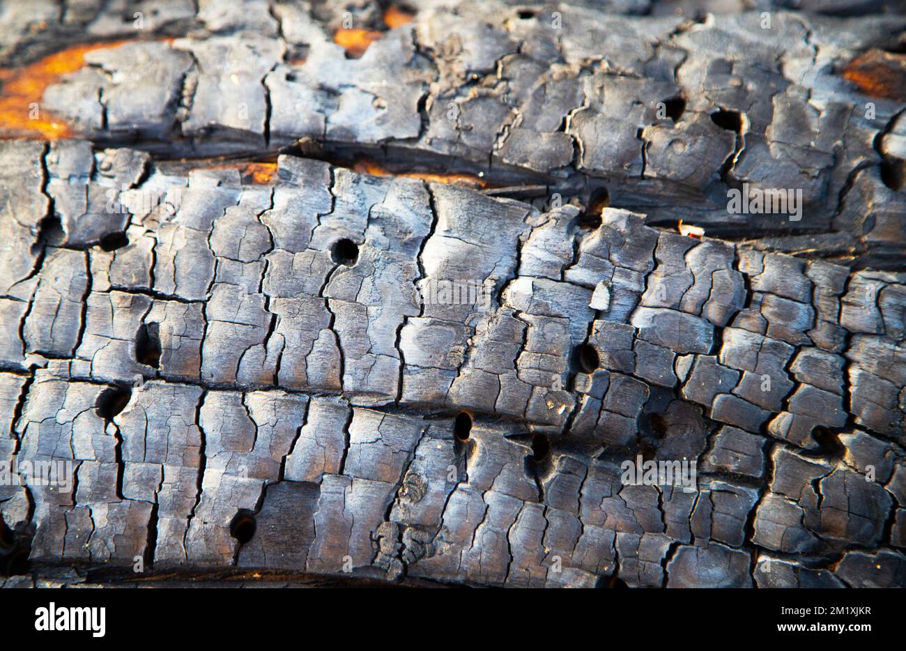 burnt trunk bark Stock Photo - Alamy