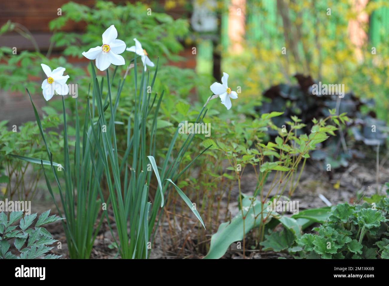 White with orange-yellow cups Poeticus daffodils (Narcissus) Actaea ...