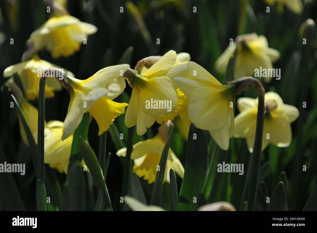 Yellow Trumpet daffodils (Narcissus) Alpine Glow bloom in a garden in ...