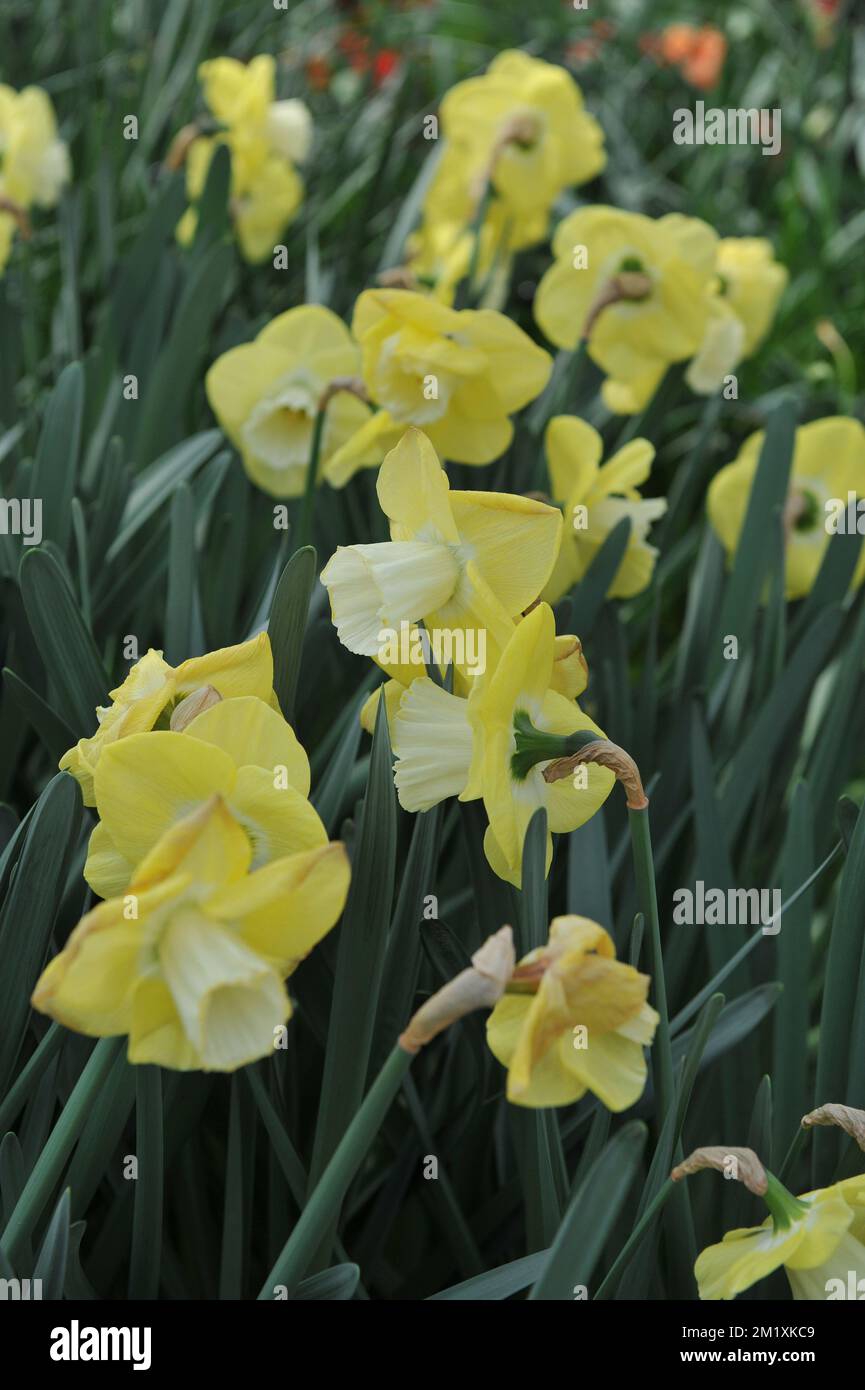 Yellow with white cups Large-Cupped daffodils (Narcissus) Altun Ha ...