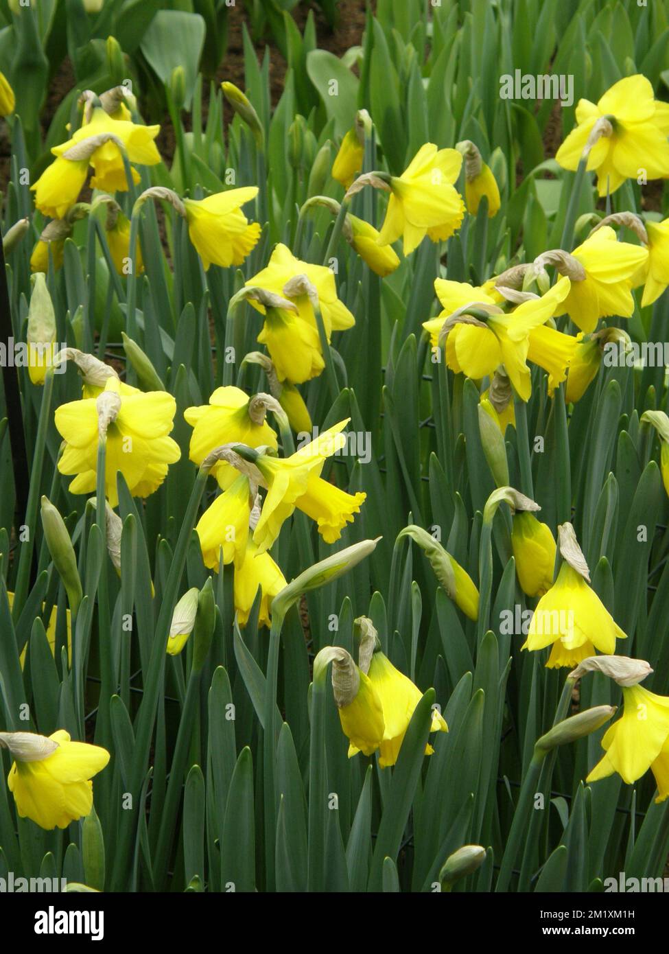 Yellow Trumpet daffodils (Narcissus) Accent bloom in a garden in March ...