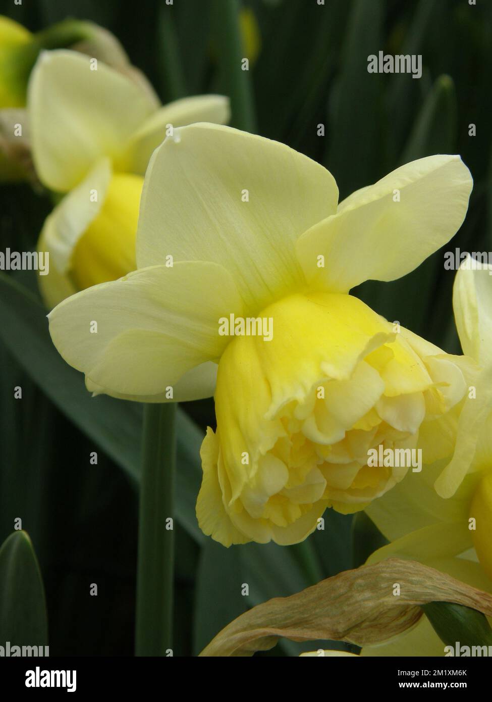 White and yellow Cyclamineus double daffodils (Narcissus) Art Nouveau bloom in a garden in March ...