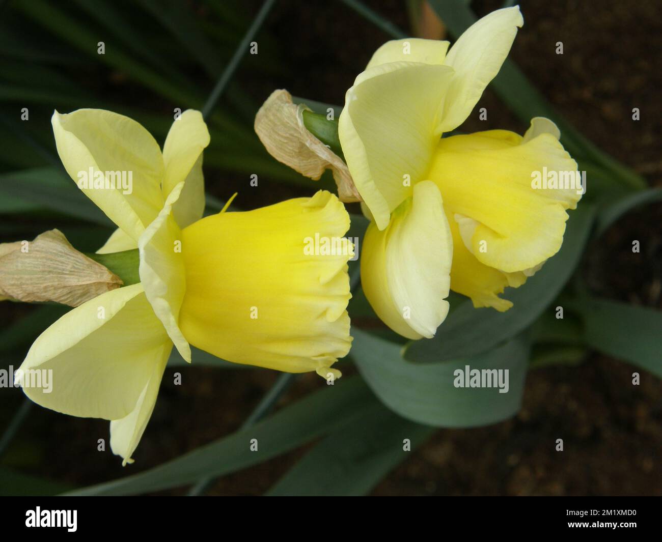 White and yellow Cyclamineus double daffodils (Narcissus) Art Nouveau bloom in a garden in March ...