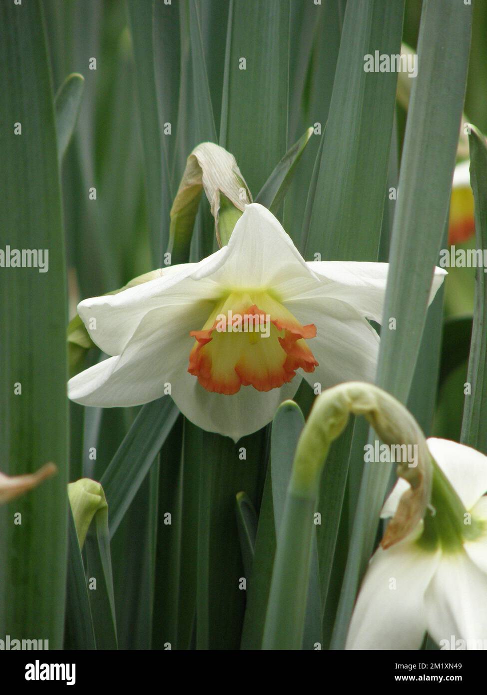 White with yellow cups and orange rongs Large-Cupped daffodils ...