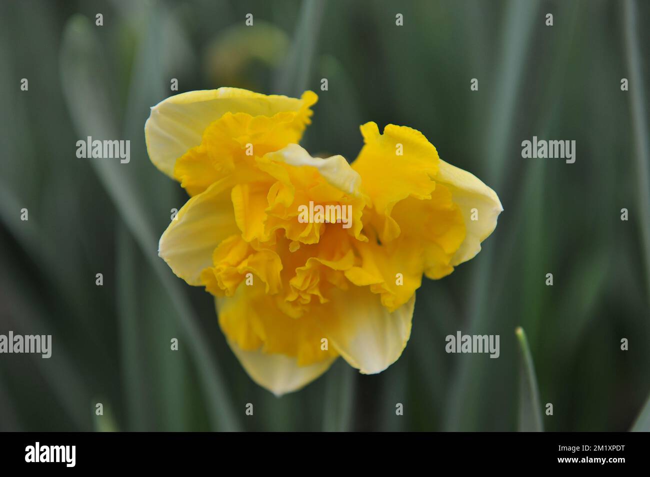 Starlet hi-res stock photography and images - Alamy