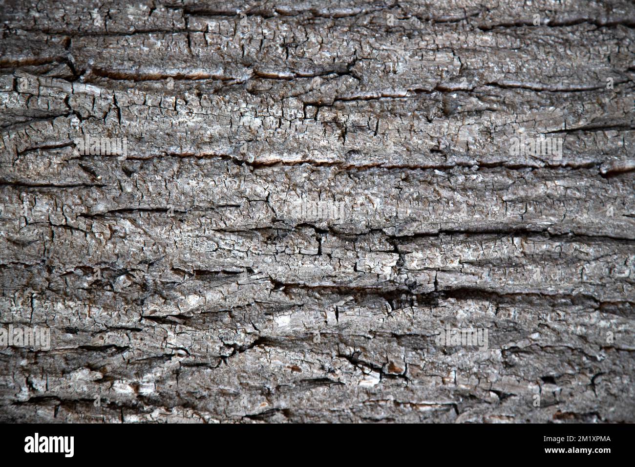 Timber skin hi-res stock photography and images - Alamy