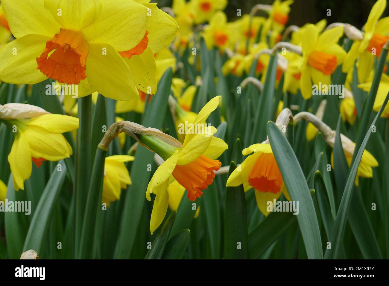Yellow and orange Large-Cupped daffodils (Narcissus) Brackenhurst bloom ...