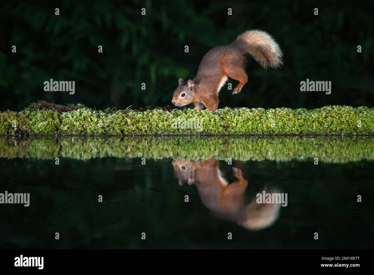 Red squirrel reflected in water hi-res stock photography and images - Alamy
