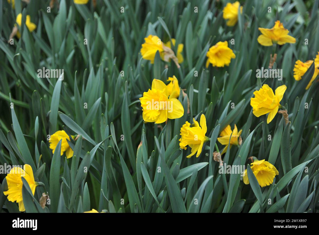 Yellow Trumpet daffodils (Narcissus) Braga bloom in a garden in April ...