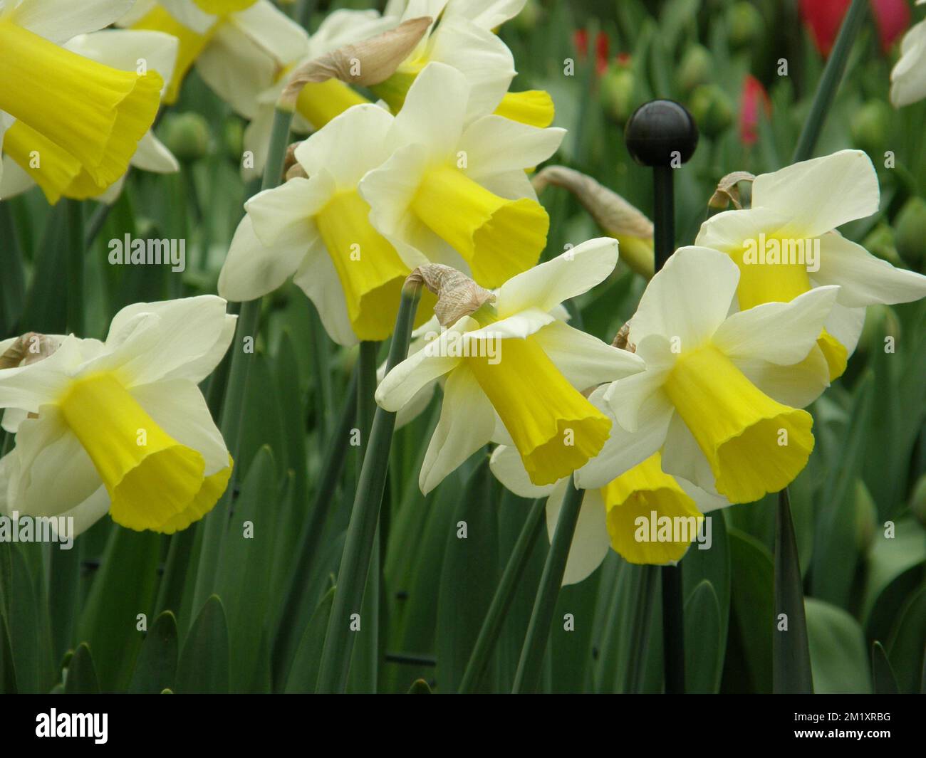 Yellow and white Trumpet daffodils (Narcissus) Bravoure bloom in a ...