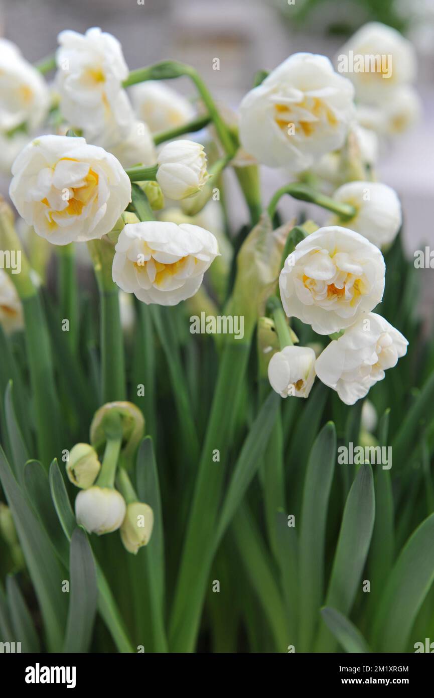 White and yellow Double daffodils (Narcissus) Bridal Crown bloom in a ...