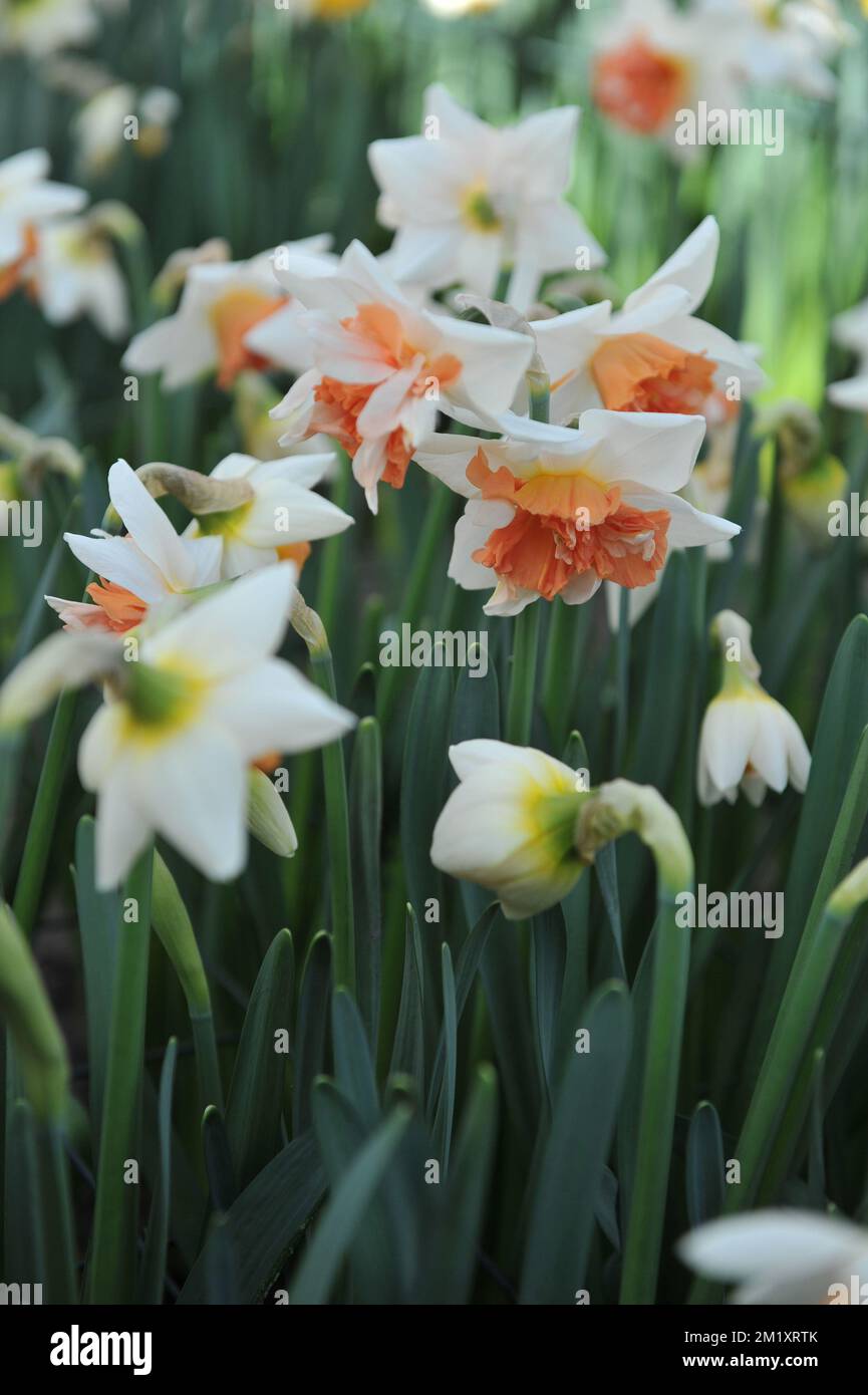 White and pink Double daffodils (Narcissus) Candy Princess bloom in a ...
