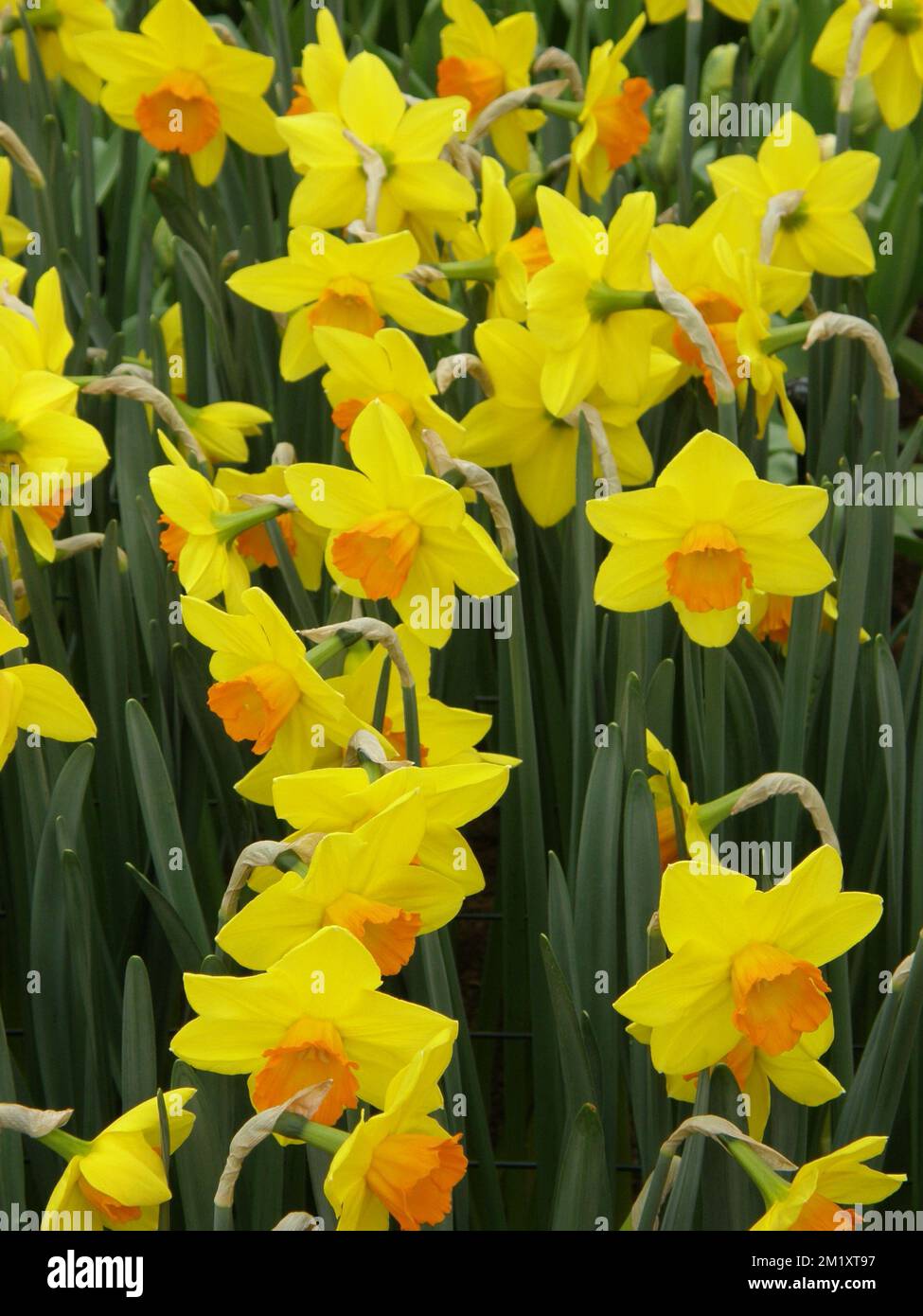 Yellow and orange Large-Cupped daffodils (Narcissus) Ceylon bloom in a ...