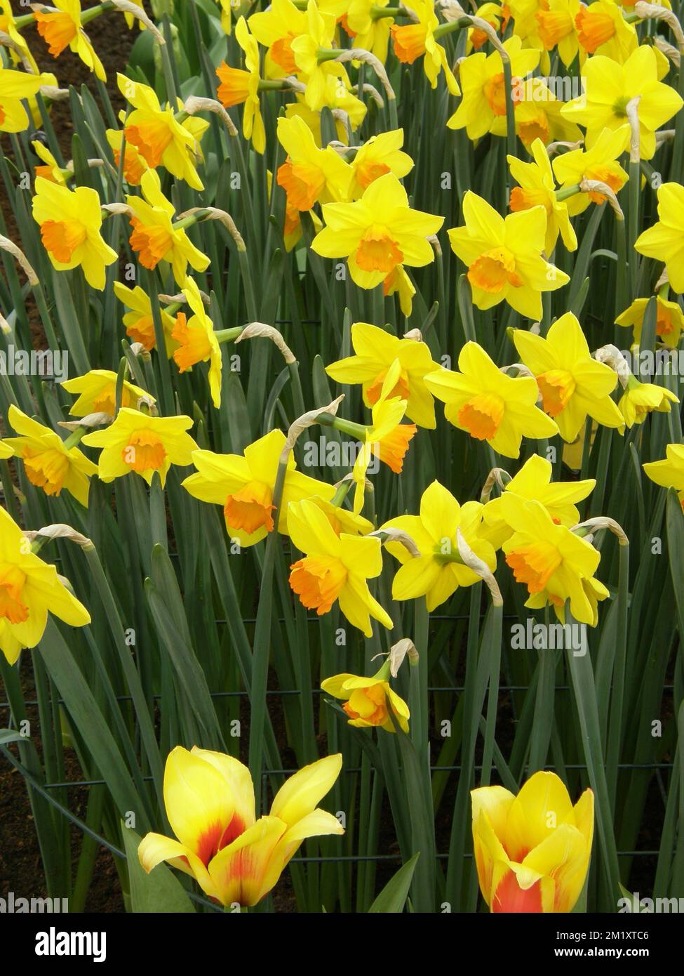 Yellow and orange Large-Cupped daffodils (Narcissus) Ceylon bloom in a ...