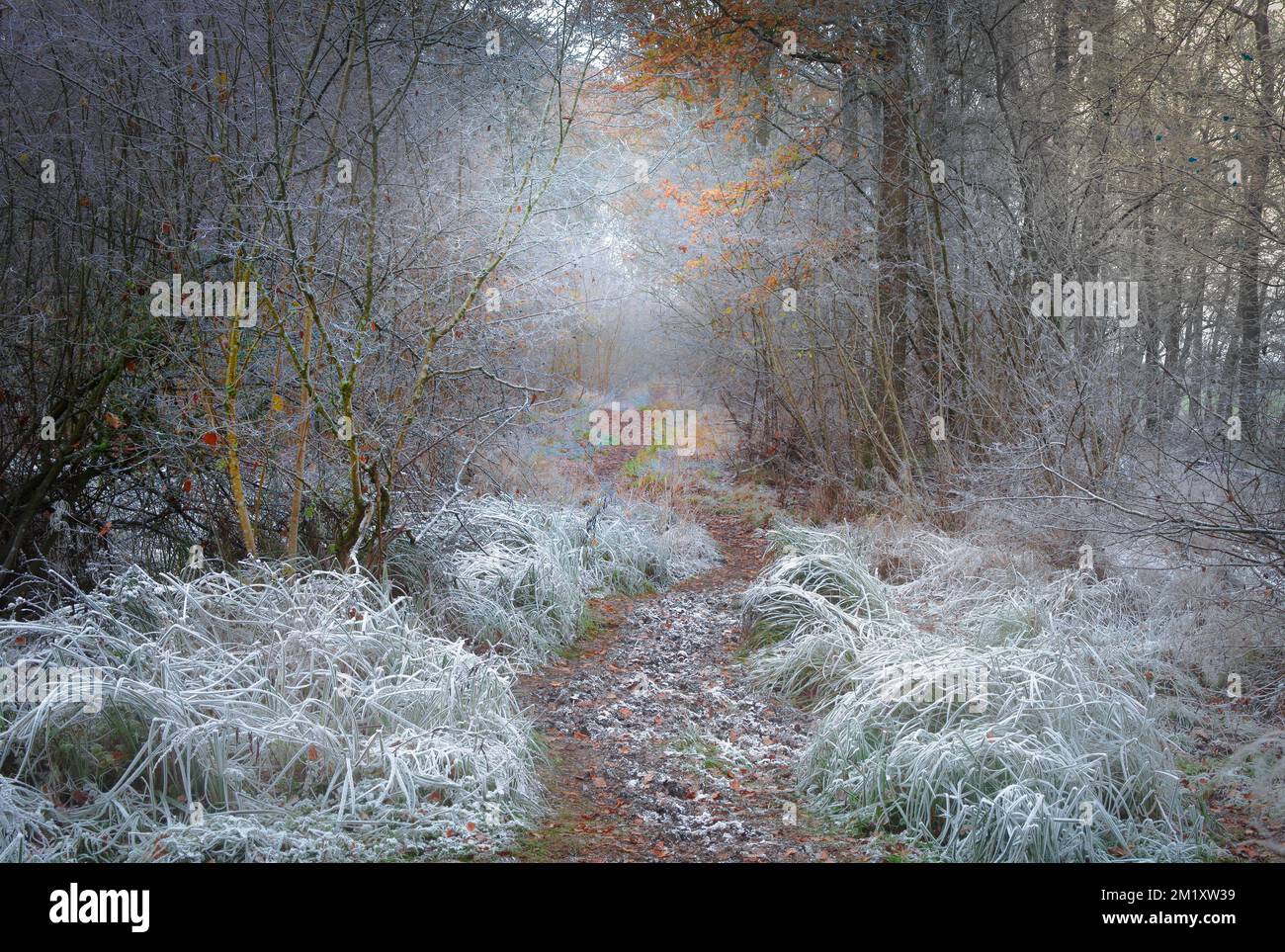 Snow, nature, winter, landscape, cold, season, forest, outdoor, sky ...