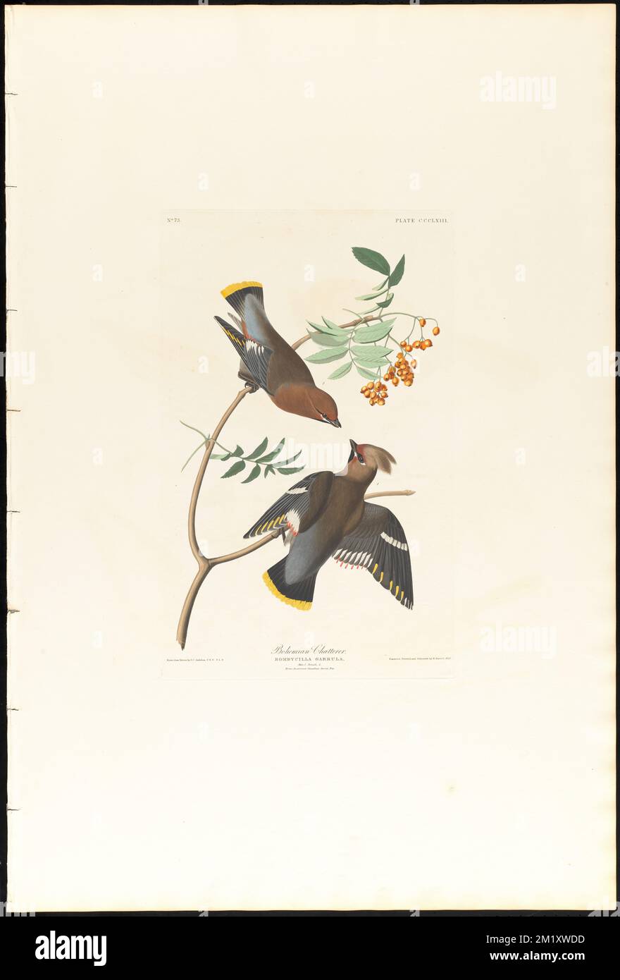 Bohemian chatterer : Bombycilla garrula. Male, 1. Female, 2. Pyrus ...