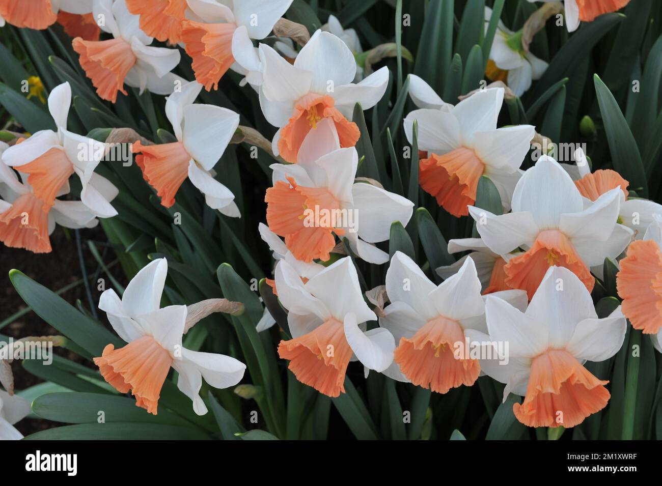 White and pink Large-Cupped daffodils (Narcissus) Chromacolor bloom in ...
