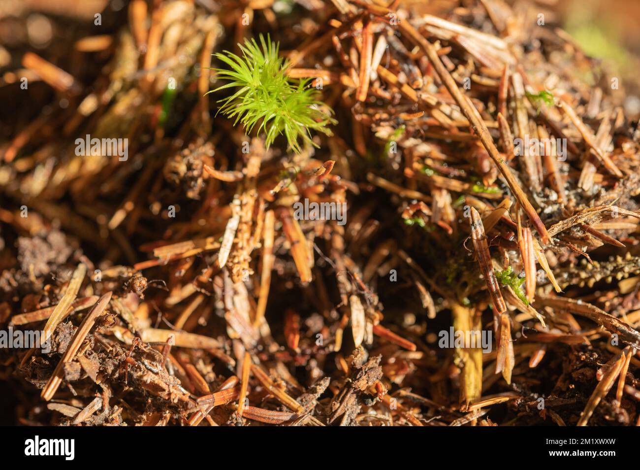 Seedling growing in needles that have been shed by Sitka spruce (Picea ...