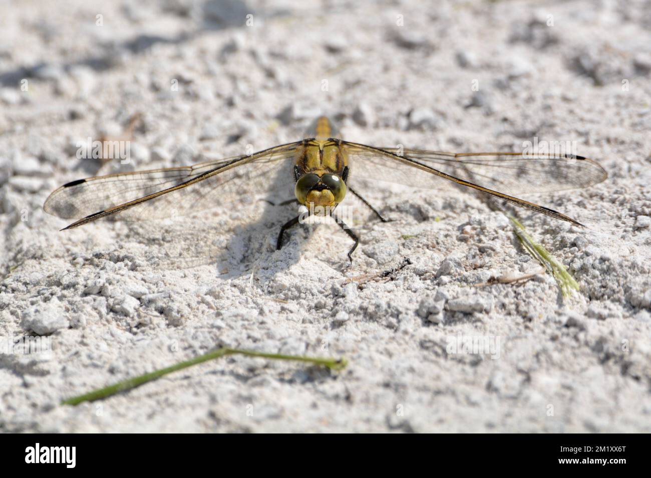 Yellow / Golden / Brown Four Spotted Chaser Dragonfly Stock Photo - Alamy