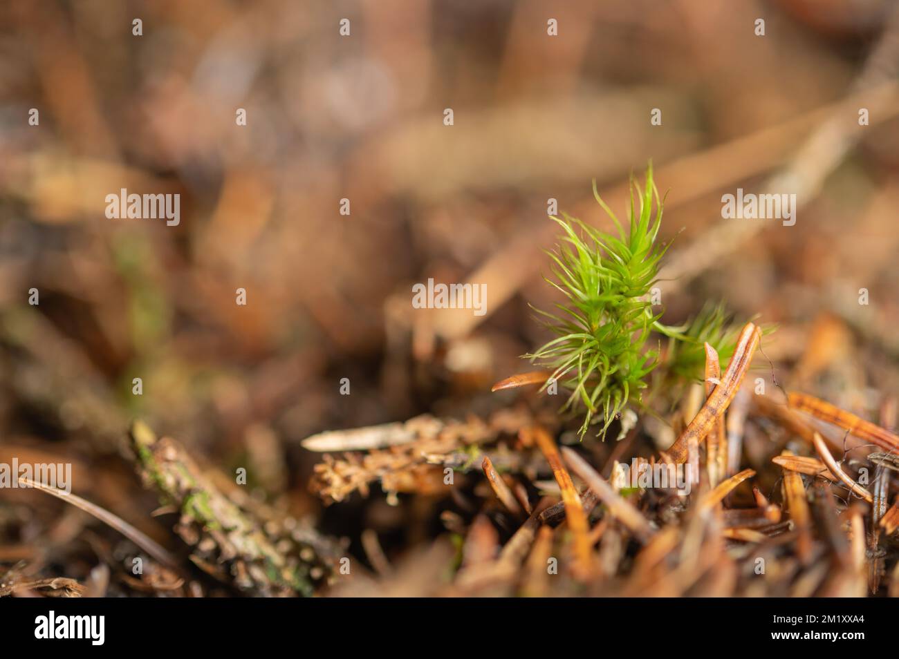Seedling growing in needles that have been shed by Sitka spruce (Picea ...